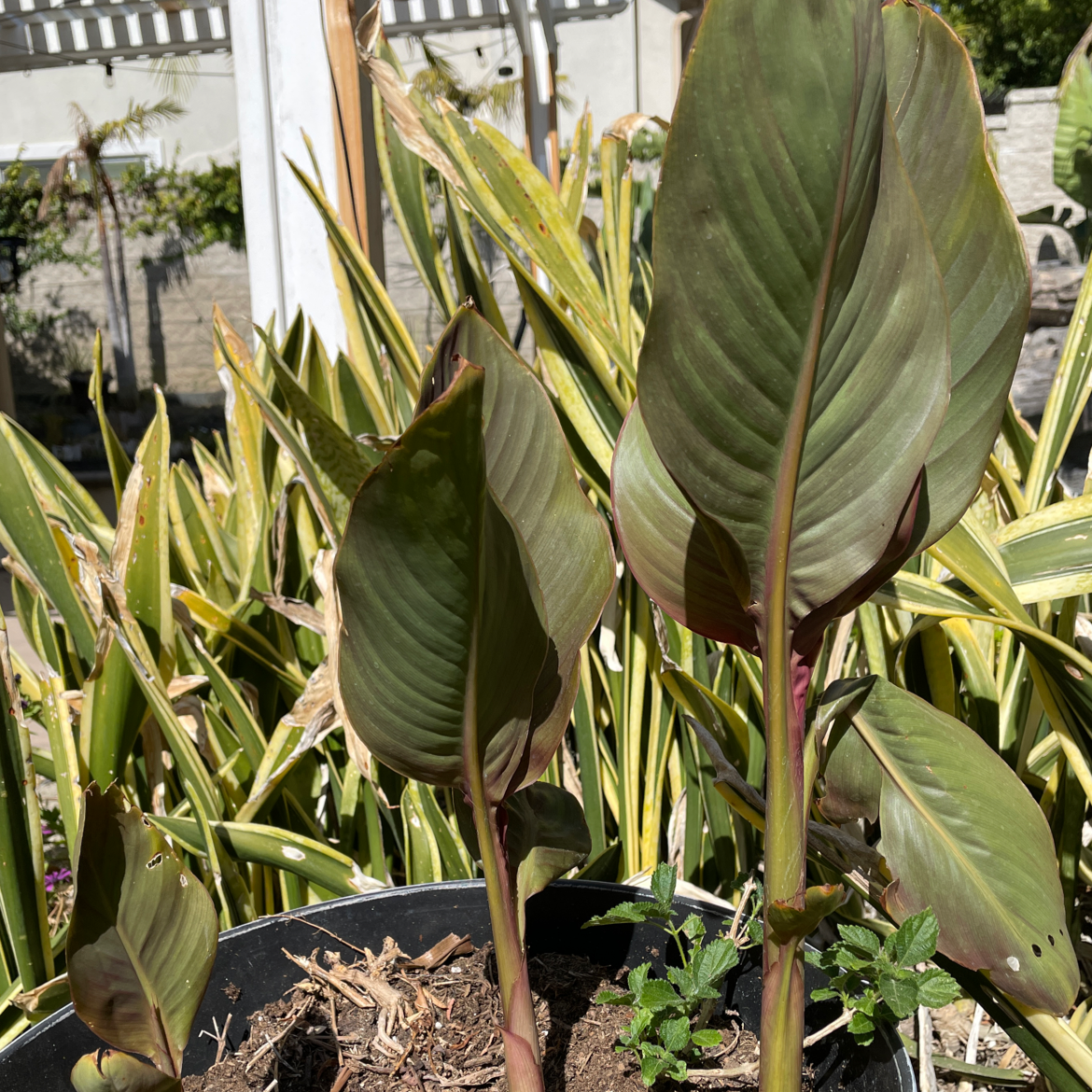 Canna Lily - Fertilizing 101