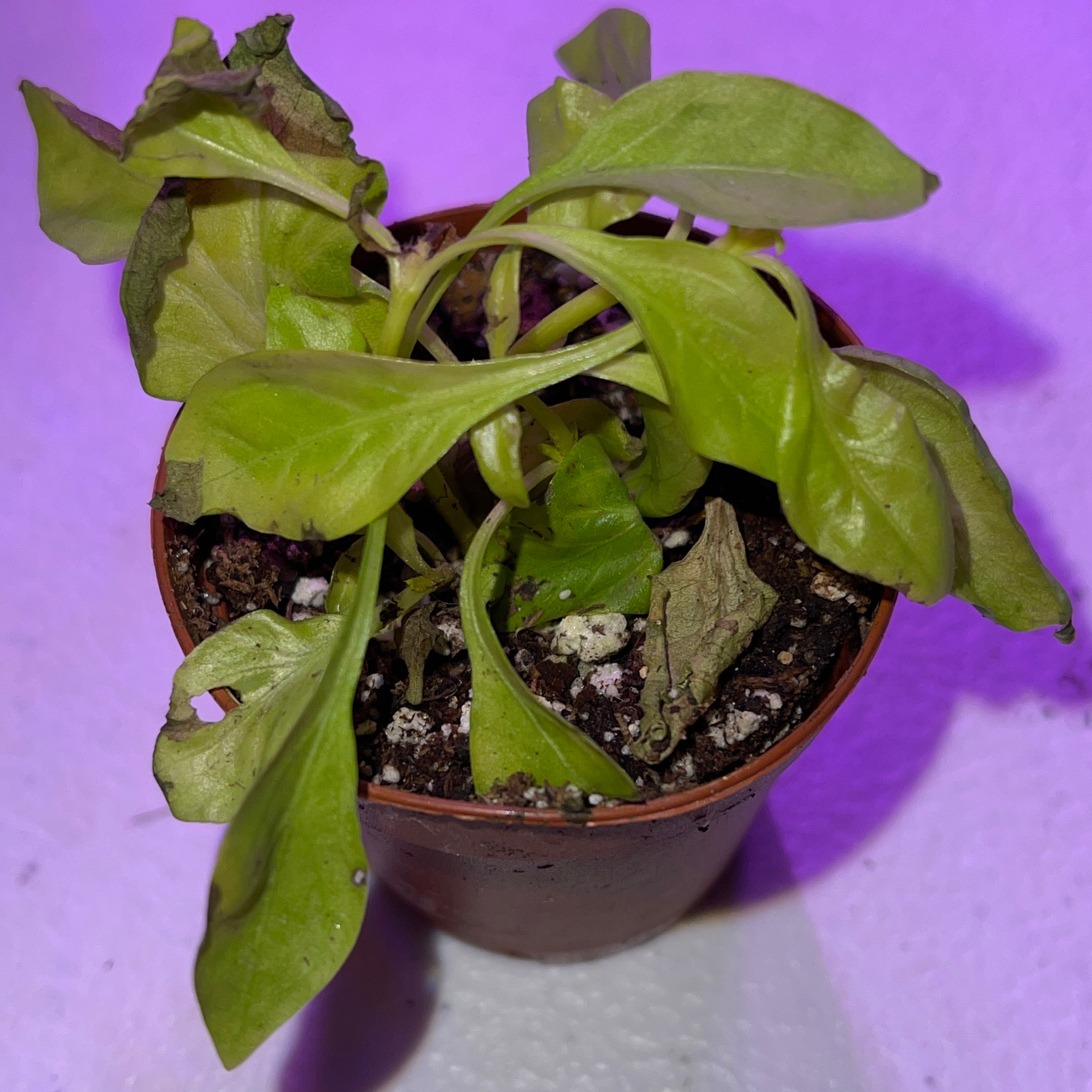 What Do I Do About garden lettuce root rot?