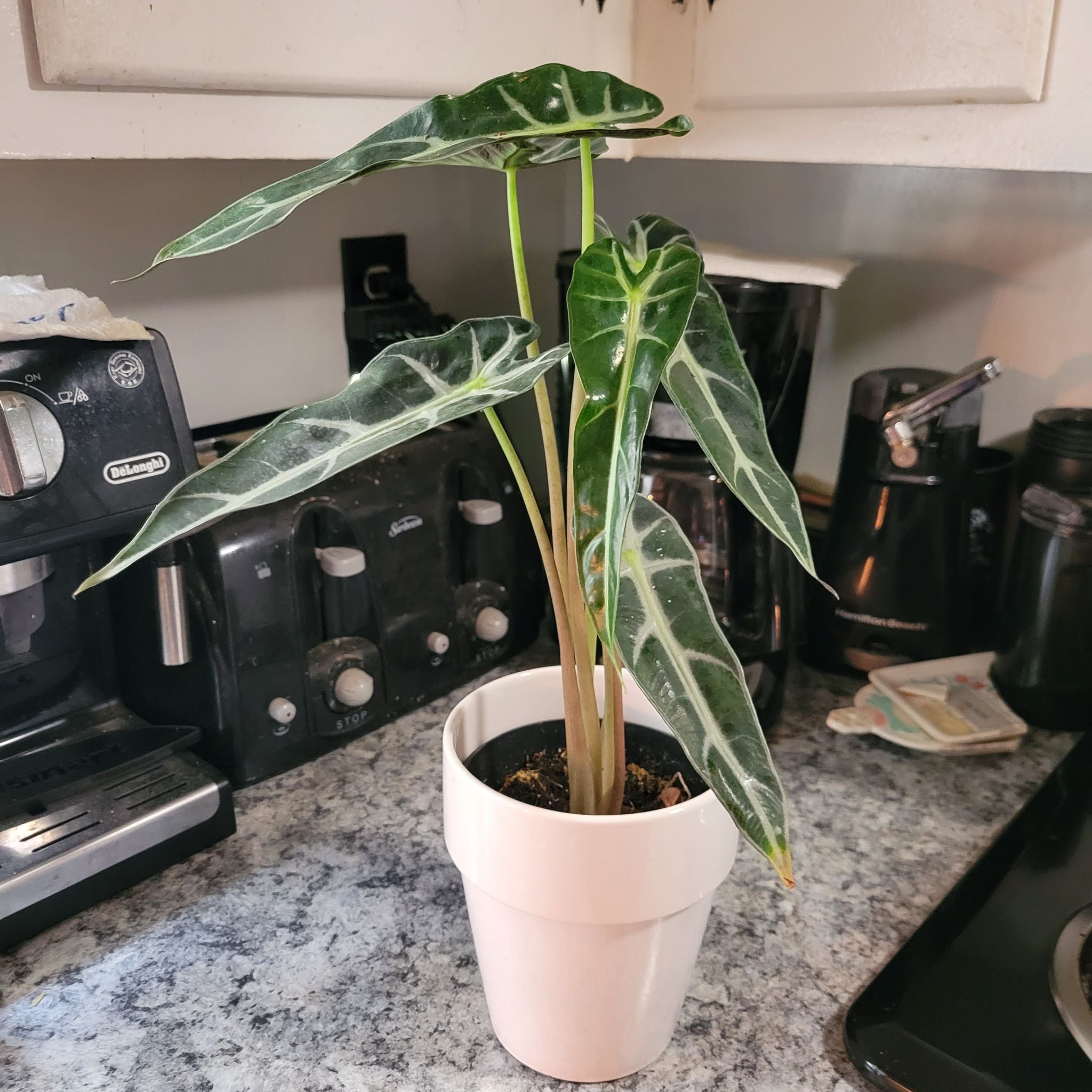 Propagating Alocasia Amazonica 'Polly': The Ultimate Guide