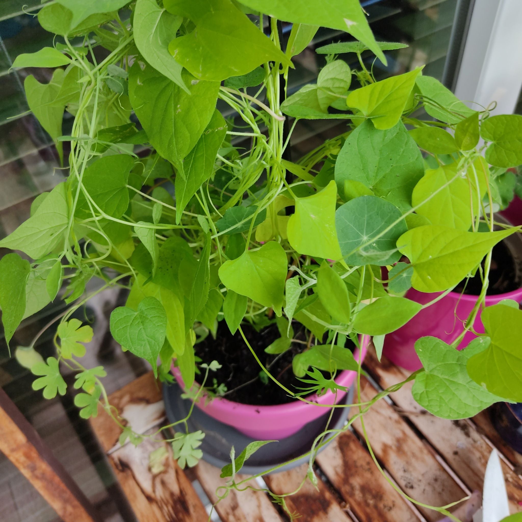 Fertilizing My Morning Glory