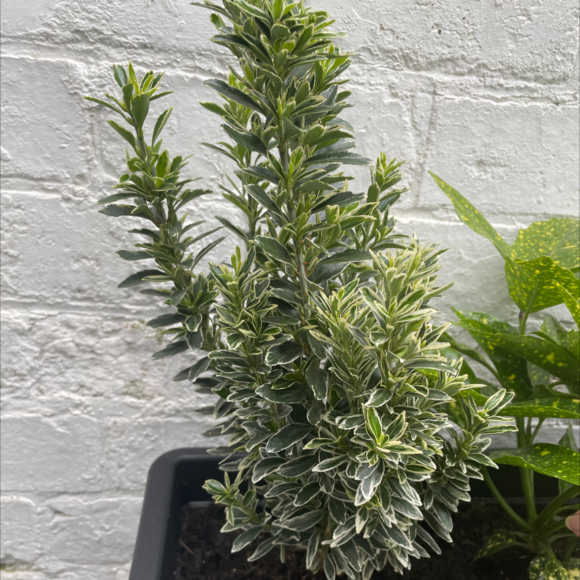 Why Are There Black Spots on My Japanese Spindle Leaves?