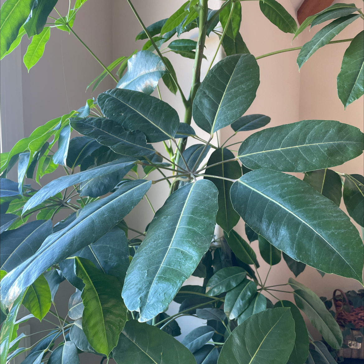 Symbolism And Benefits Of The Umbrella Tree