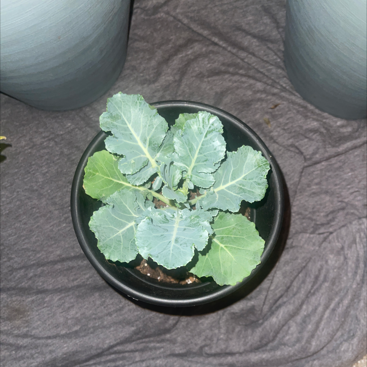 Propagating My Broccoli: Step-by-Step Guide