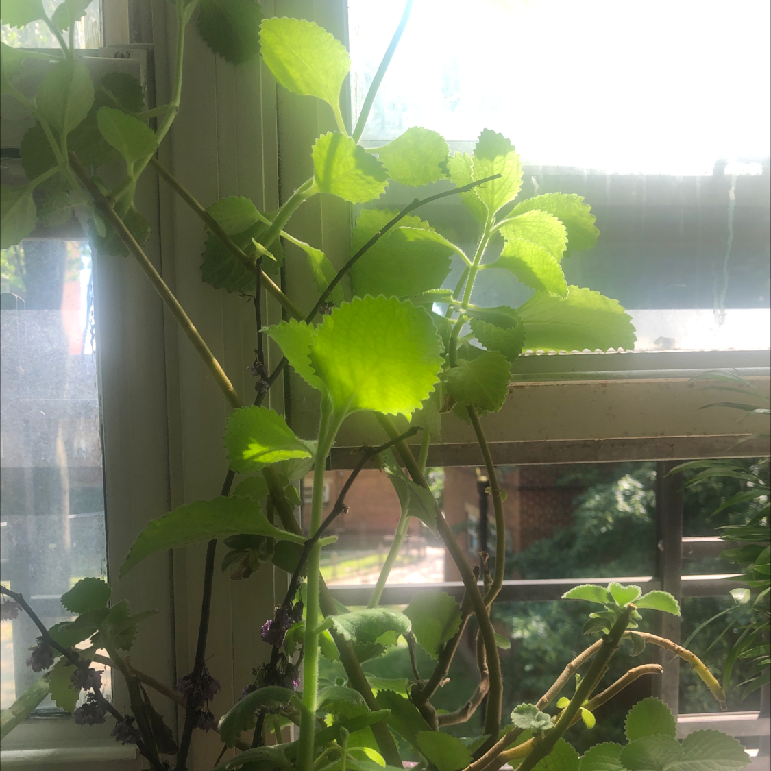 Why Are My Mexican Mint Leaves Droopy?