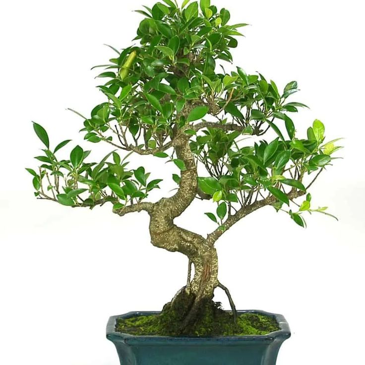 Black Spots on My Ficus retusa Leaves