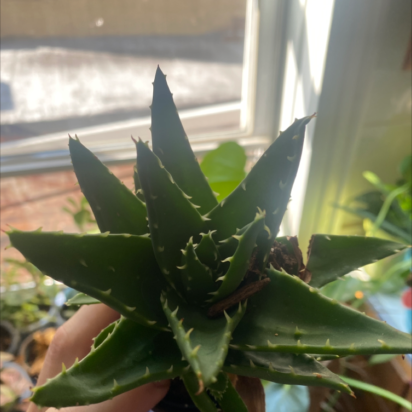 How to Fertilize Your Short-Leaved Aloe 🩹