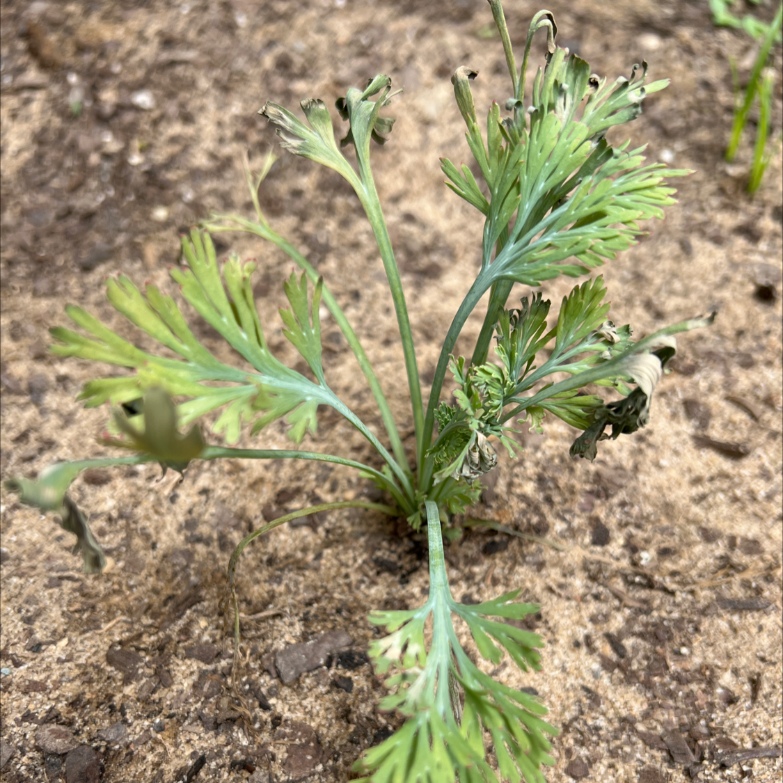 💧 Why Are My California Poppy Leaves Mushy?