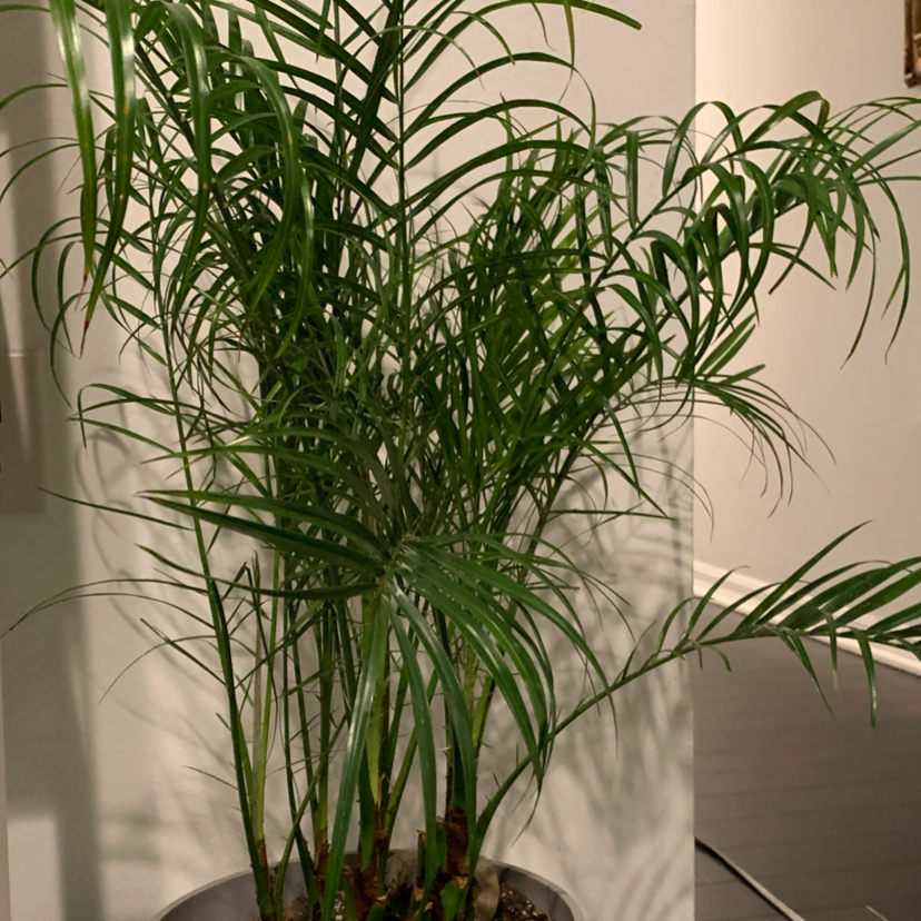 Fertilizing My Pygmy Date Palm to Double Its Growth