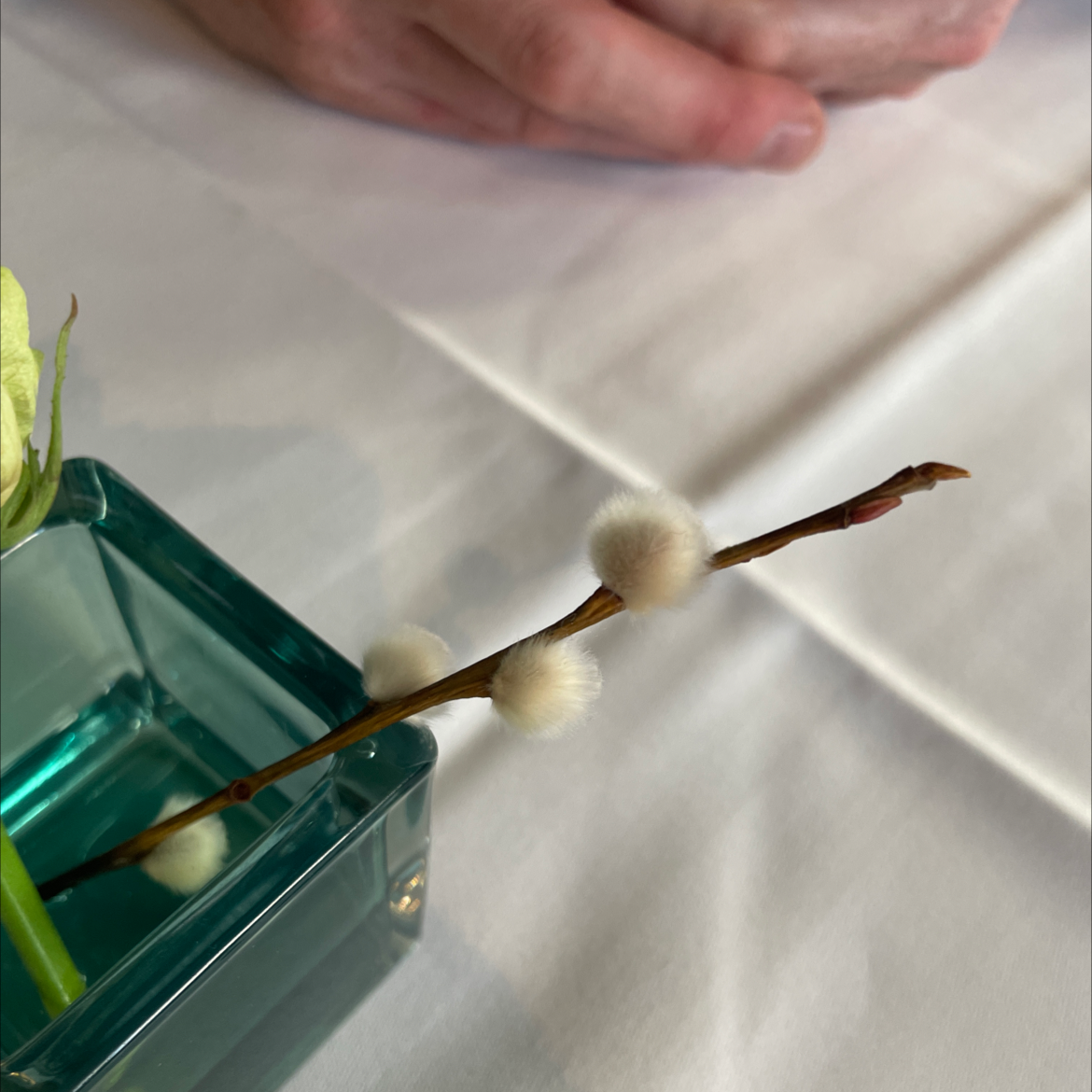 How Should Pussy Willow Be Cut Back? 🐱