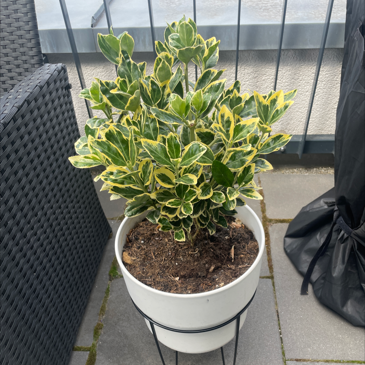 Symbolism and Benefits of the Japanese Spindle