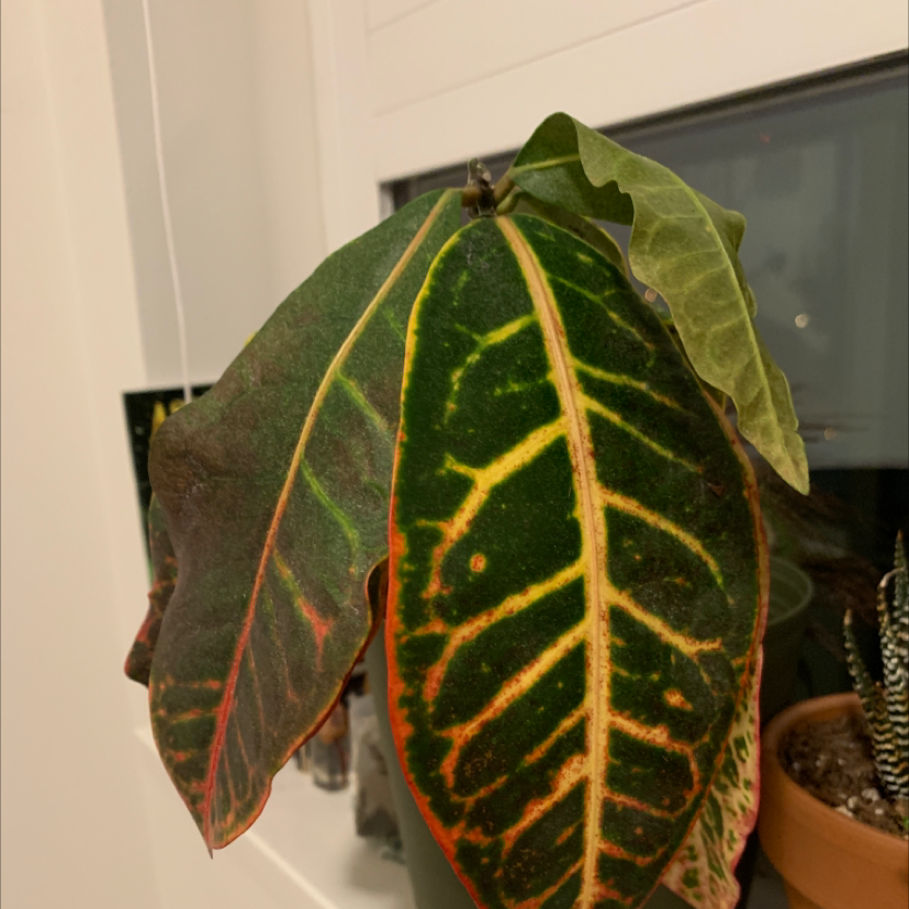 Codiaeum variegatum ‘Red Iceton’ Croton | A plant by @isadoradalbem on Greg
