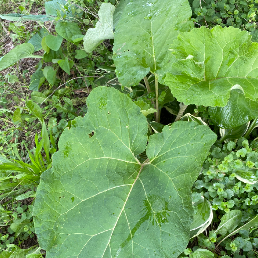 Why Is My Common Burdock Dropping Leaves?
