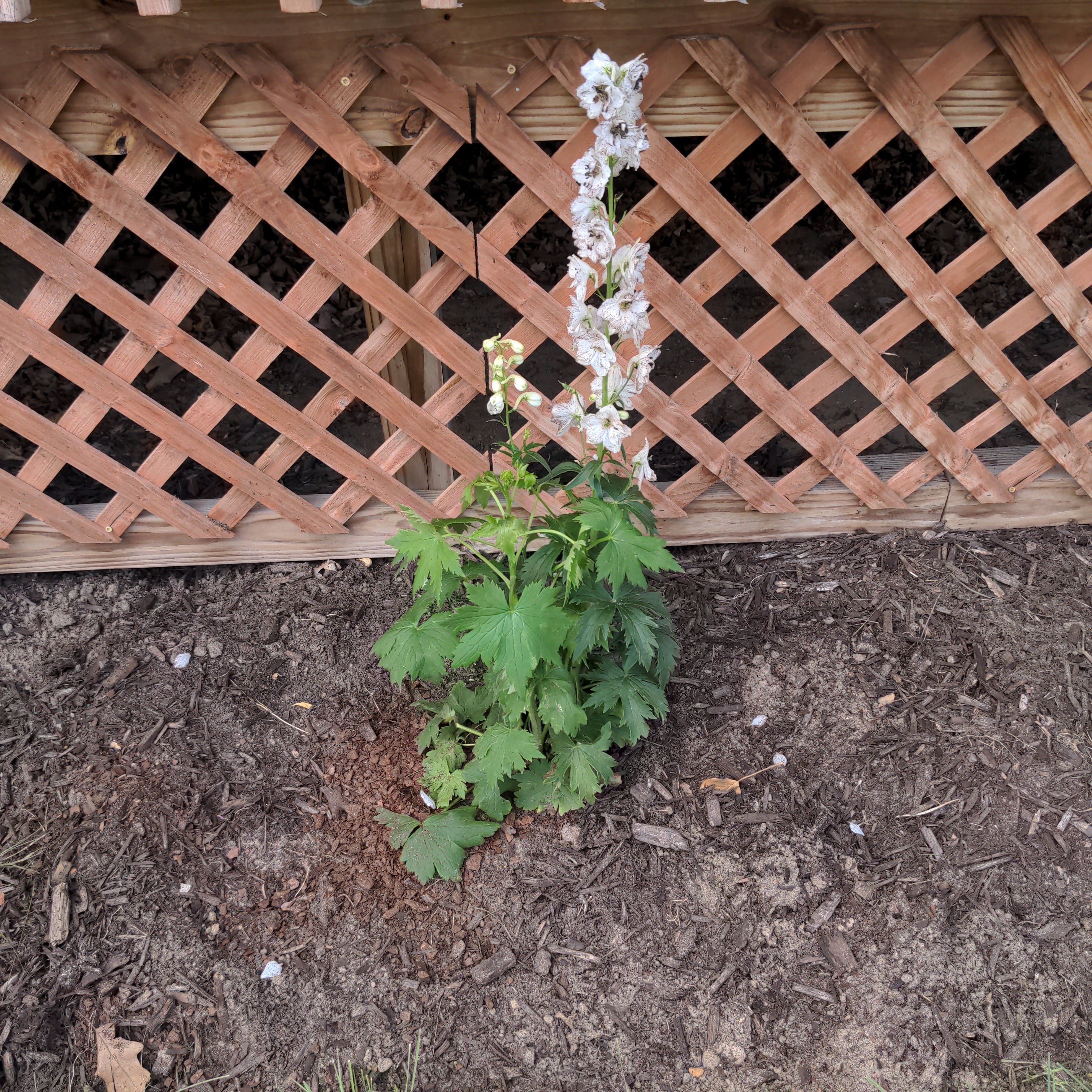 Propagating My Spike Speedwell: Step-by-Step Guide