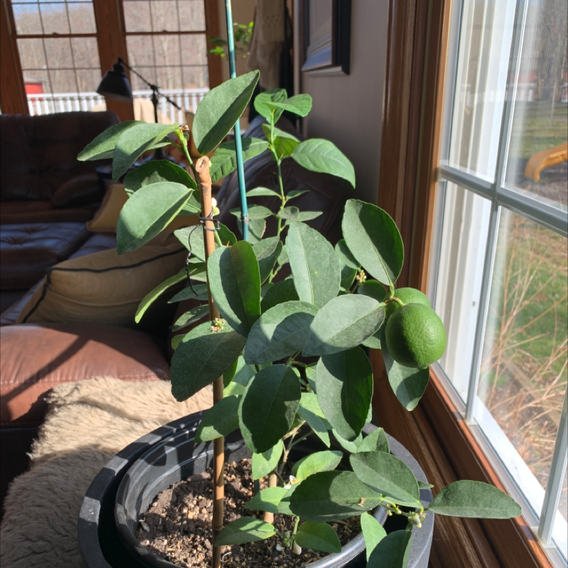 🌞 What Temperature Should My Key Lime Tree Be Kept At?