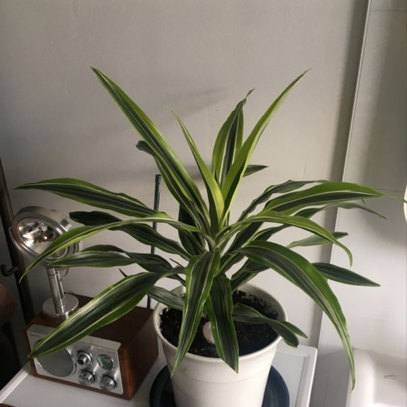 10 Advantages Of Having A Cornstalk Dracaena