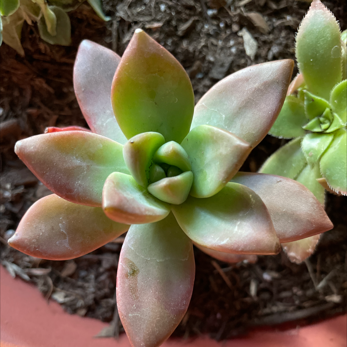 Why Are My California Sunset Leaves Droopy? 😔