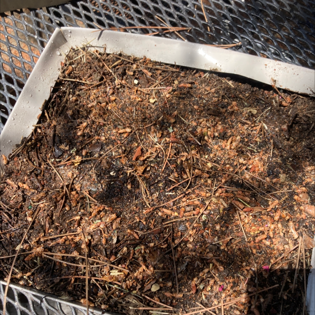 Pithecellobium lanceolatum Plant Care: Water, Light, Nutrients | Greg App 🌱