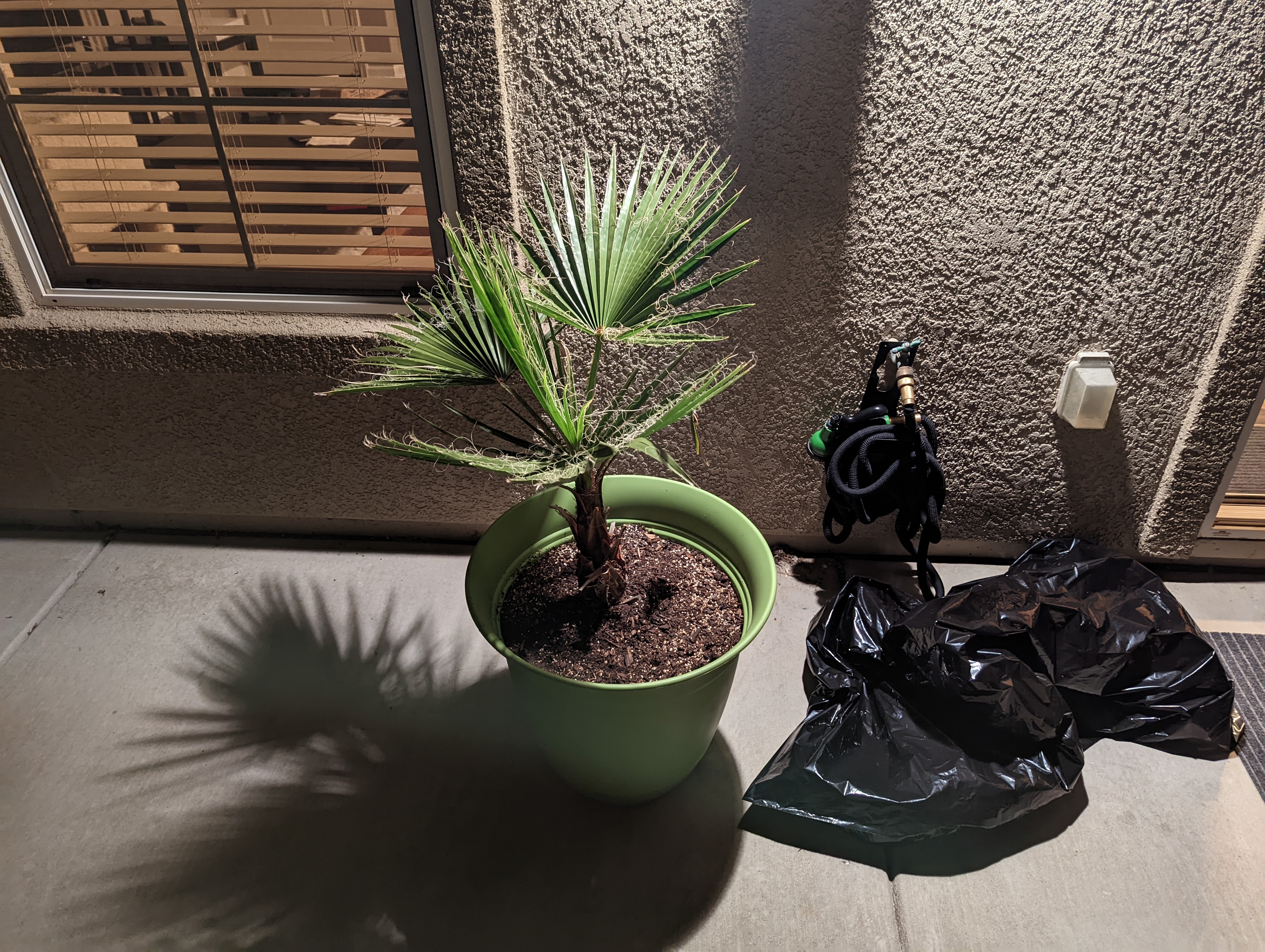 Best Soil Potting Mix for European Fan Palm
