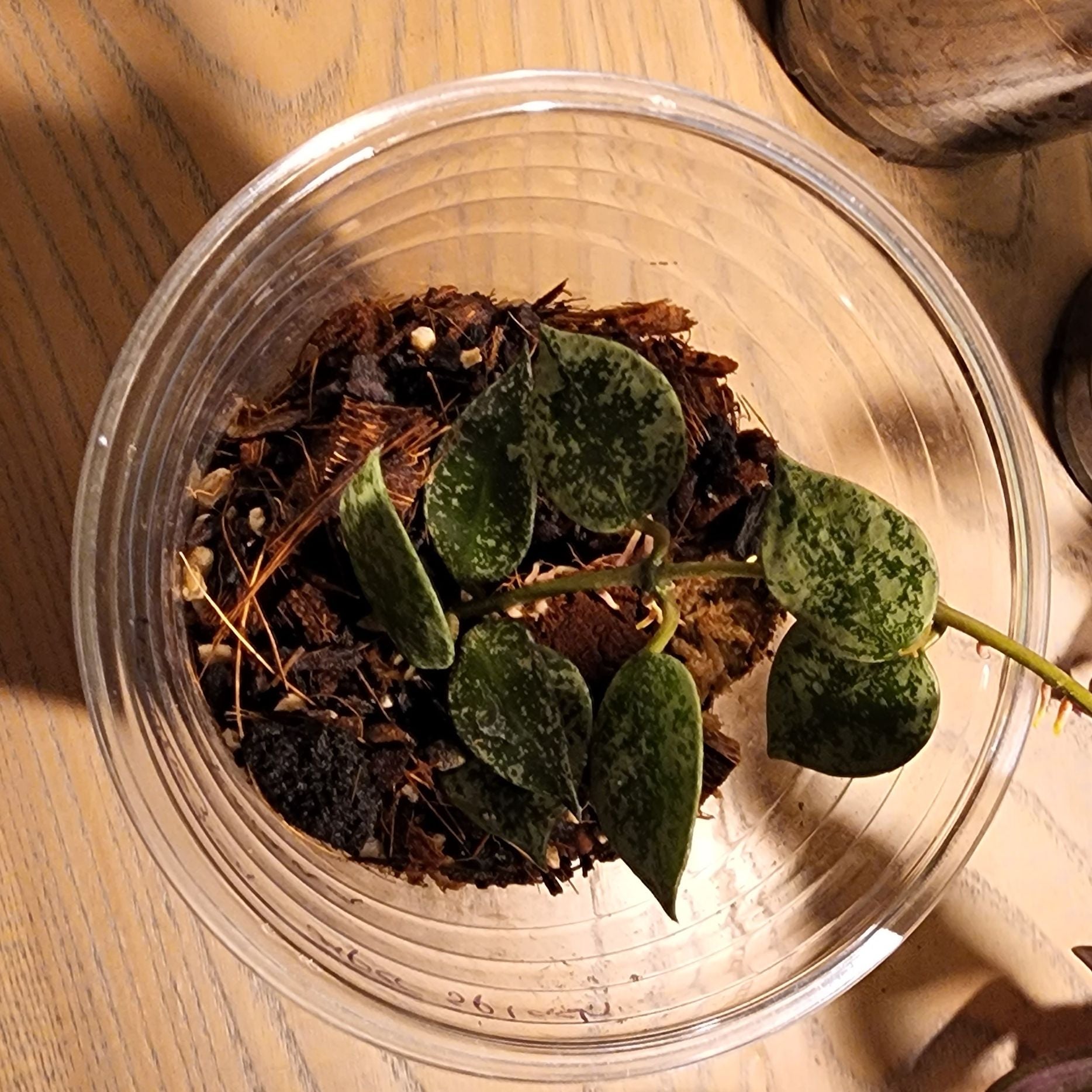 Black Spots on My Super Silver Hoya krohniana Leaves