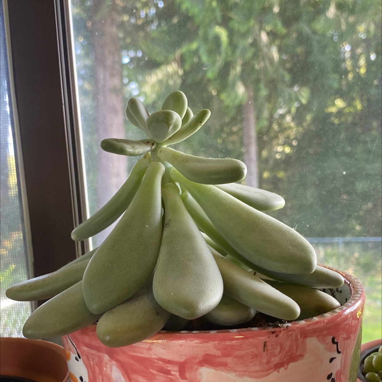 How to Propagate Your Pachyphytum 'Moon Silver'