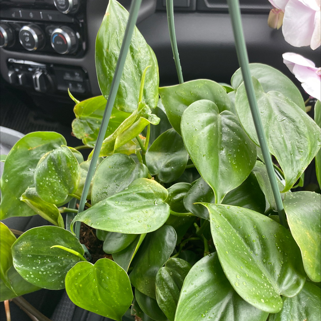 Propagating Your Philodendron cordatum: Step-by-Step Guide