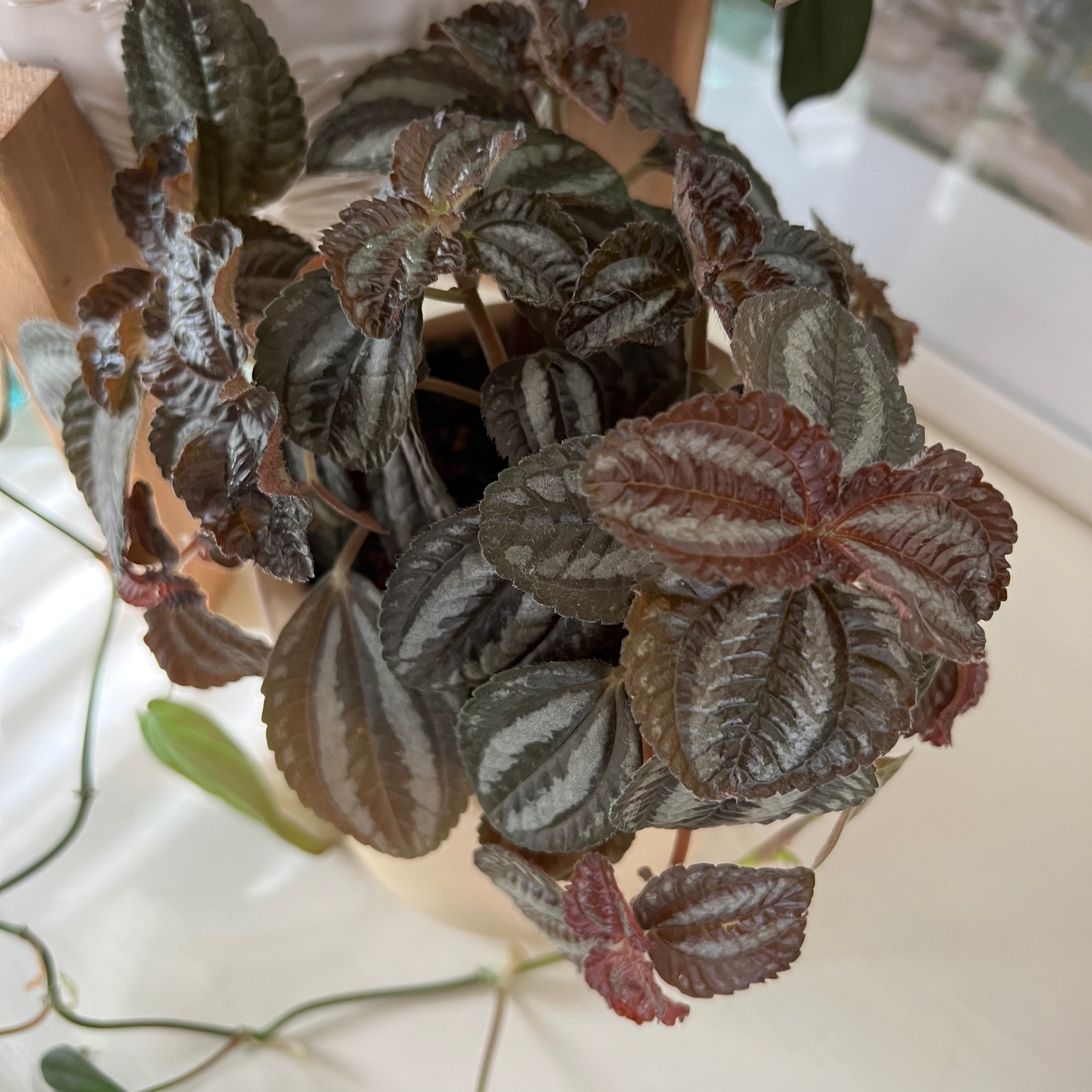 10 Advantages of Having a Pilea involucrata 'Norfolk'