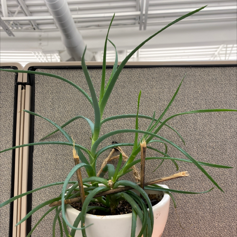 Why Are There Brown Spots on My Fynbos aloe?