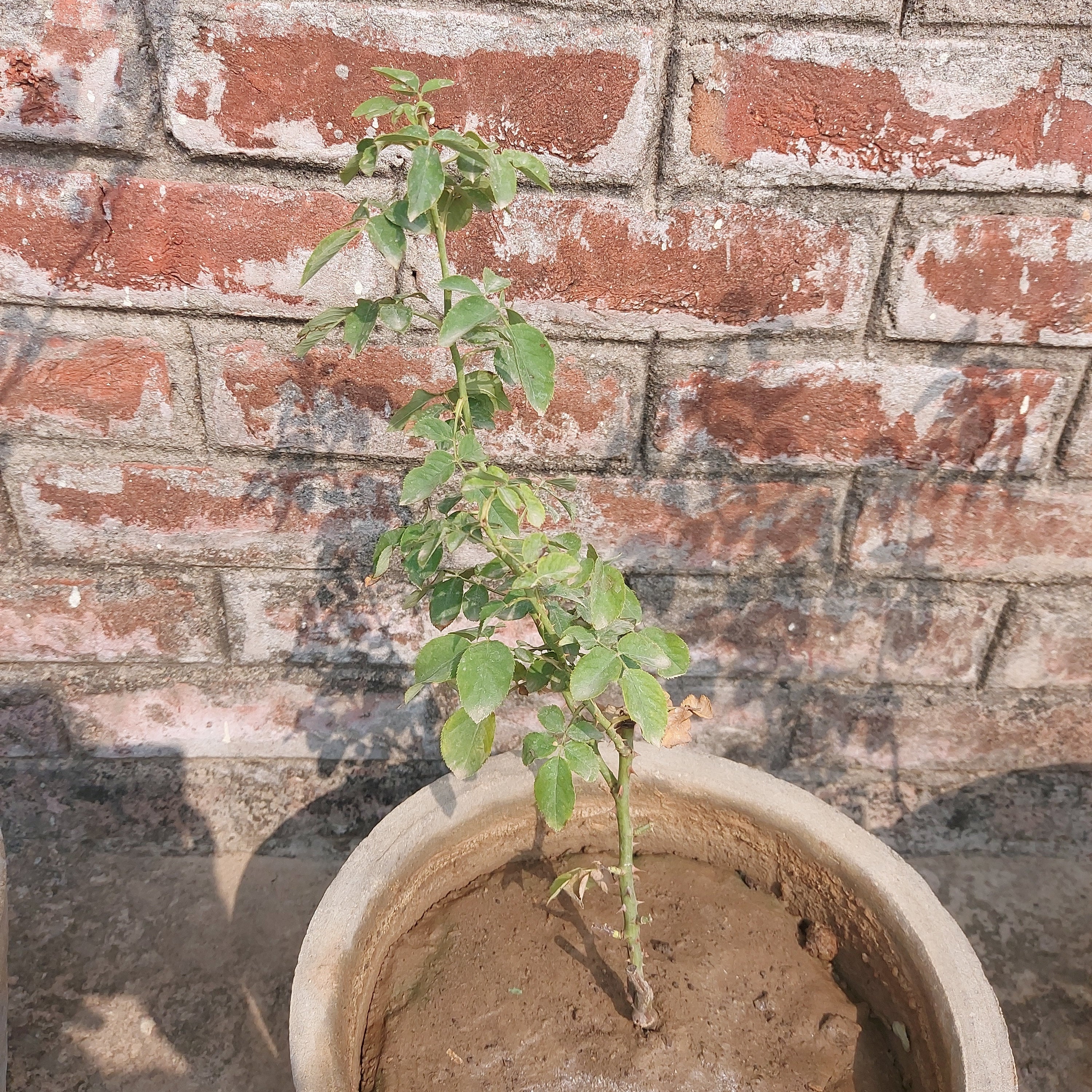 🌹 How Do I Propagate My Miniature Rose?