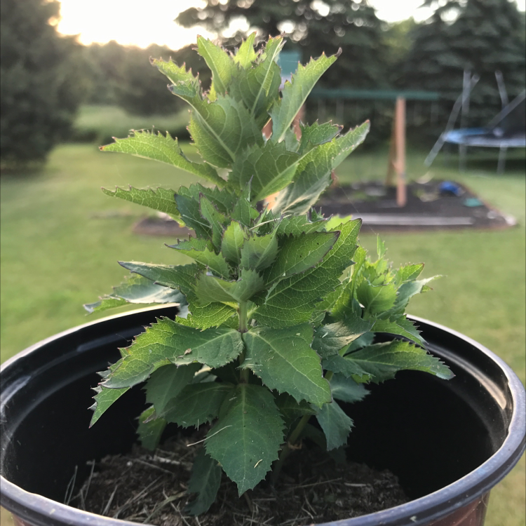 🎈 How Do I Fix Balloon-Flower Root Rot?