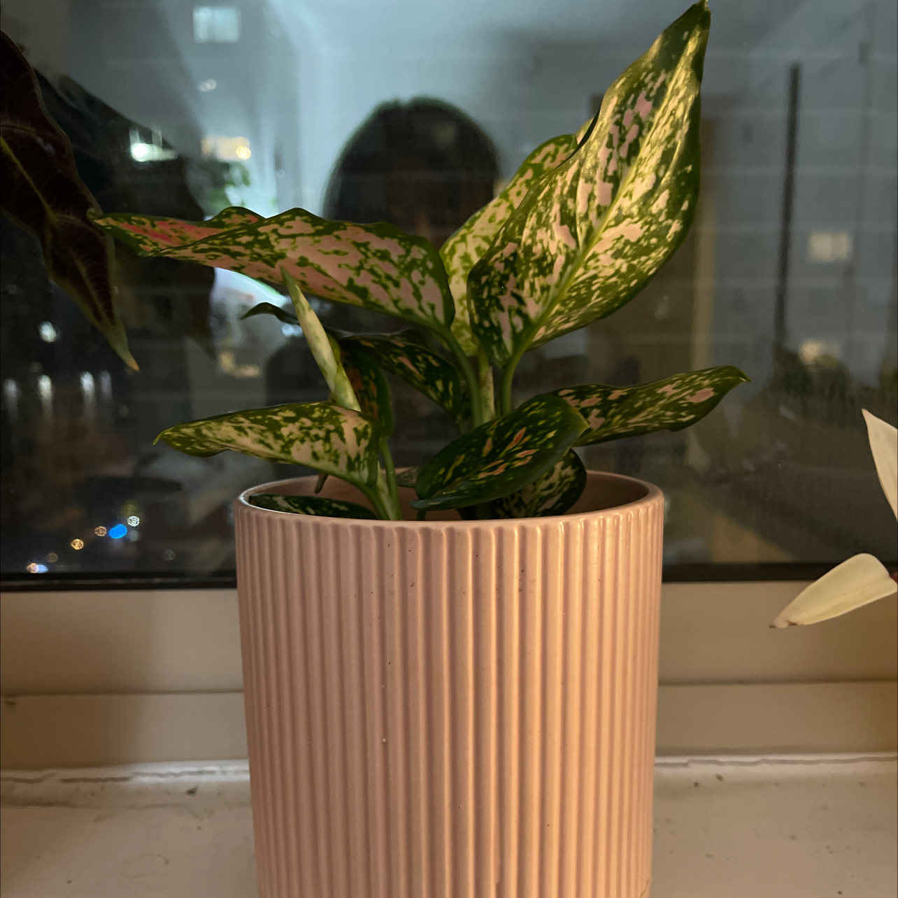 How to Get a Aglaonema 'Wishes' to Bloom