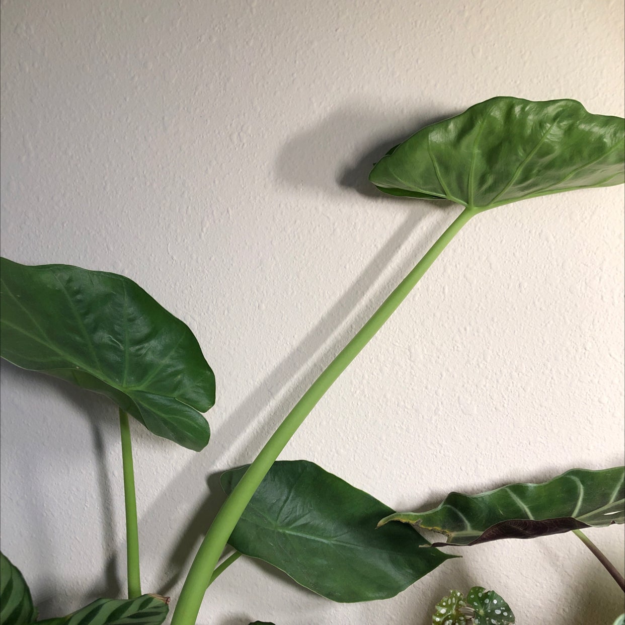 Propagating Alocasia 'Calidora': The Ultimate Guide