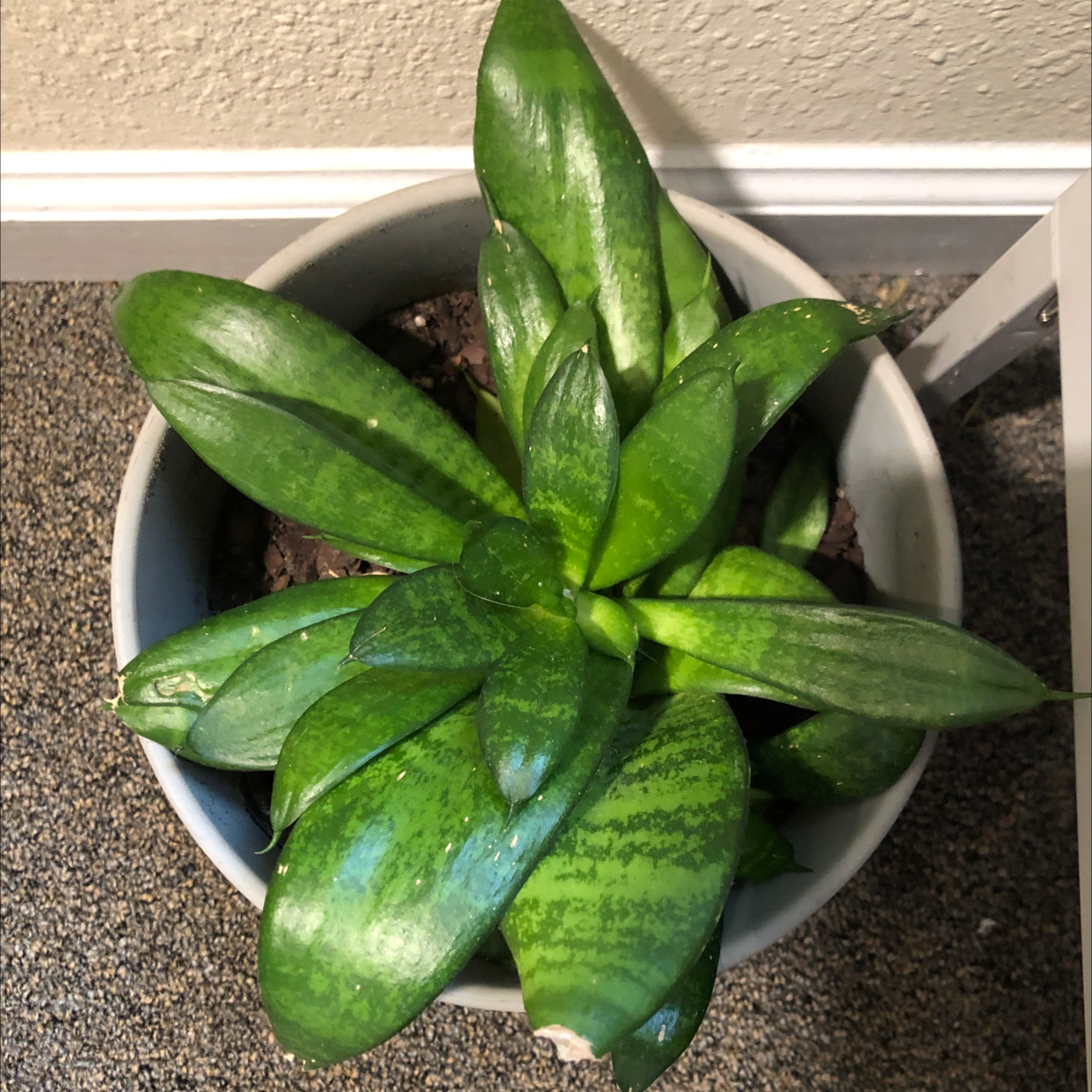 Symbolism and Benefits of the Black Robusta Snake Plant