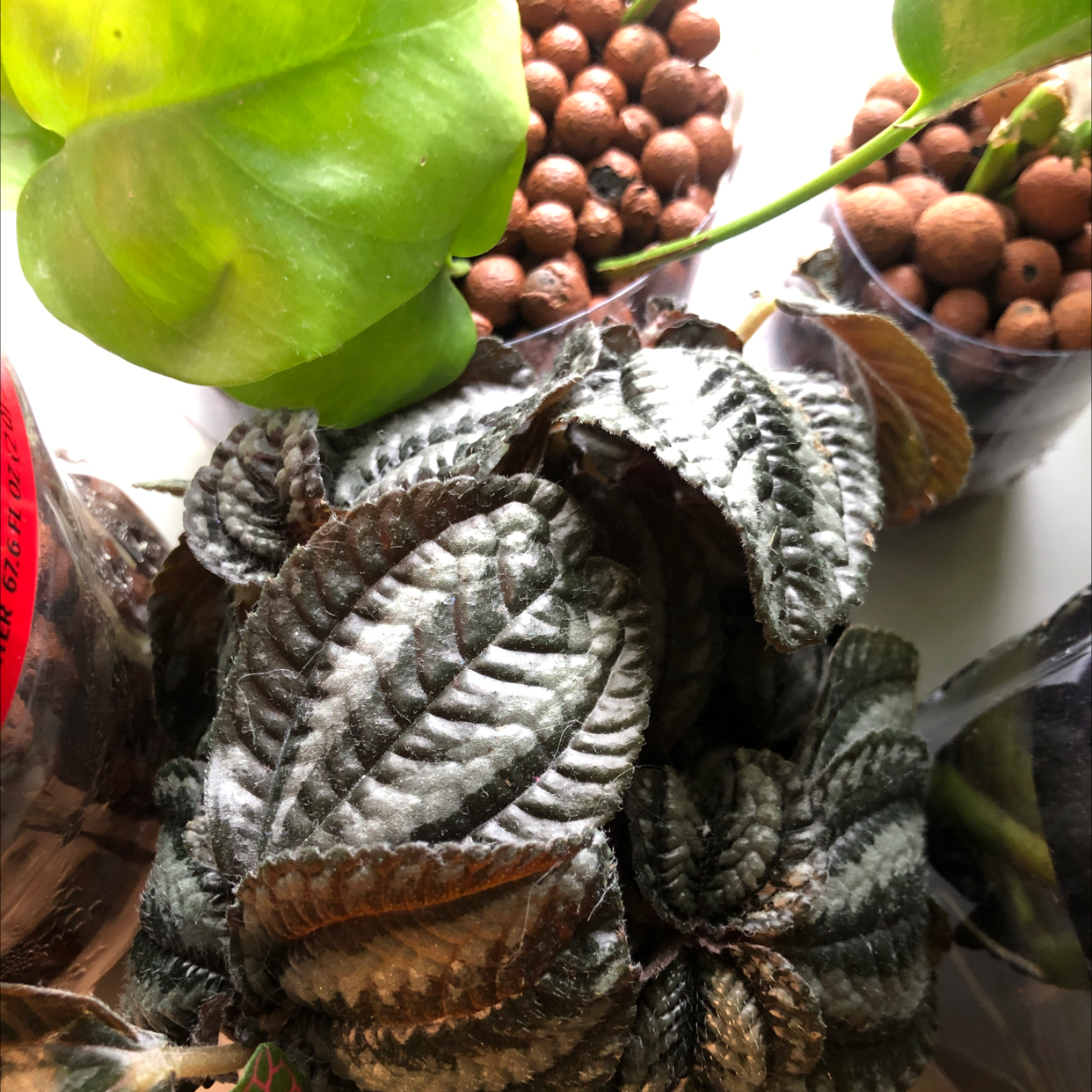 Why Are There Brown Spots on My Pilea involucrata 'Norfolk'?