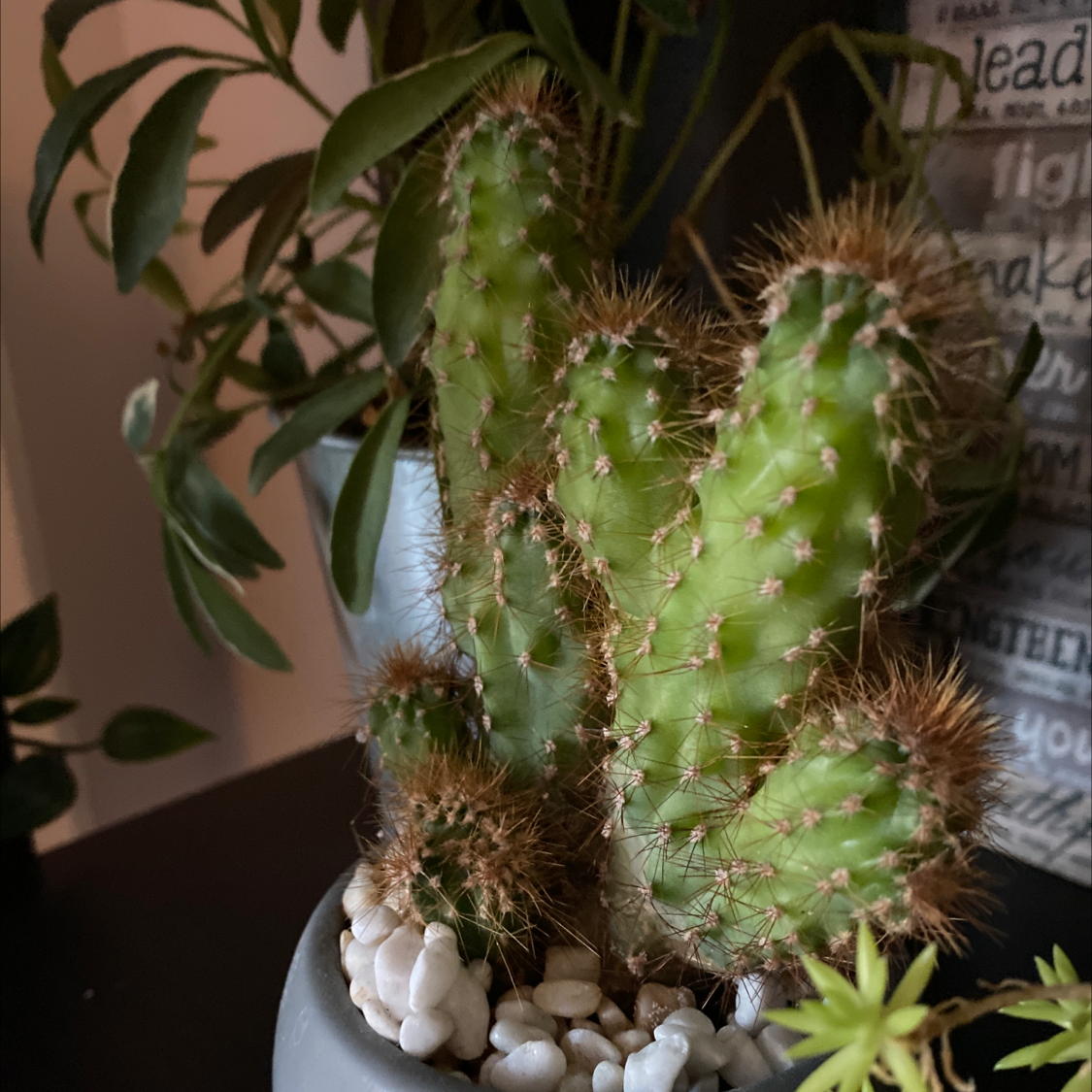 🌵 Your Brittle Prickly Pear's Light Needs