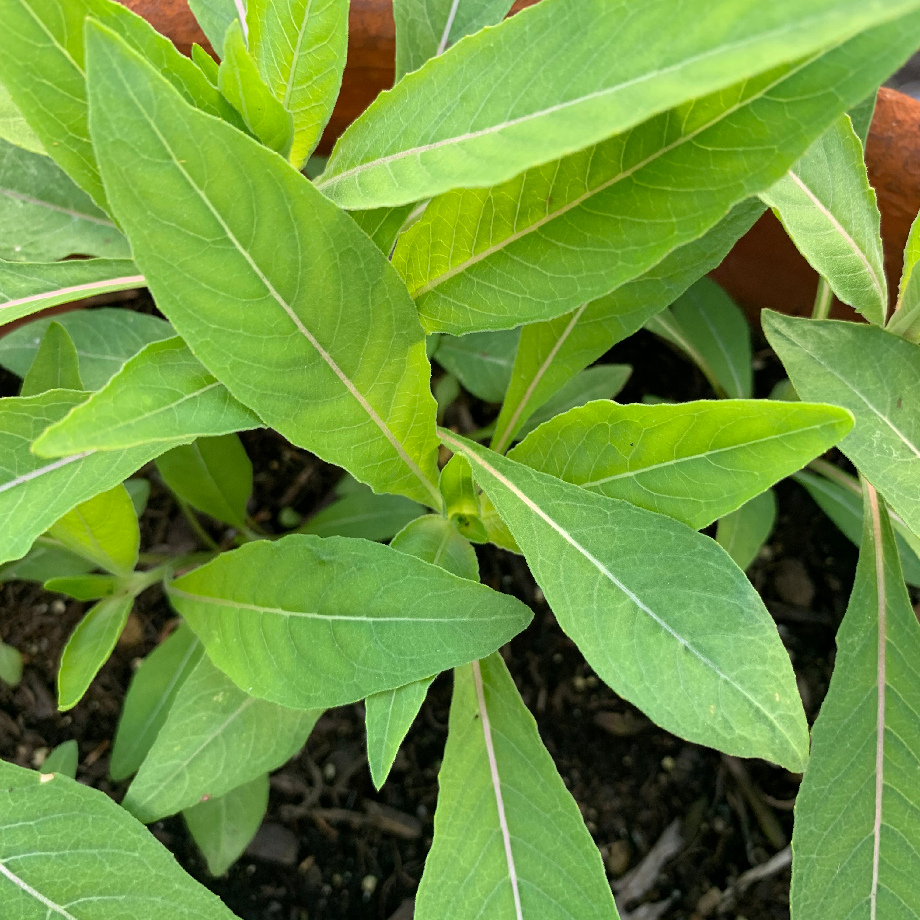 How Should Common Evening-Primrose Be Cut Back?