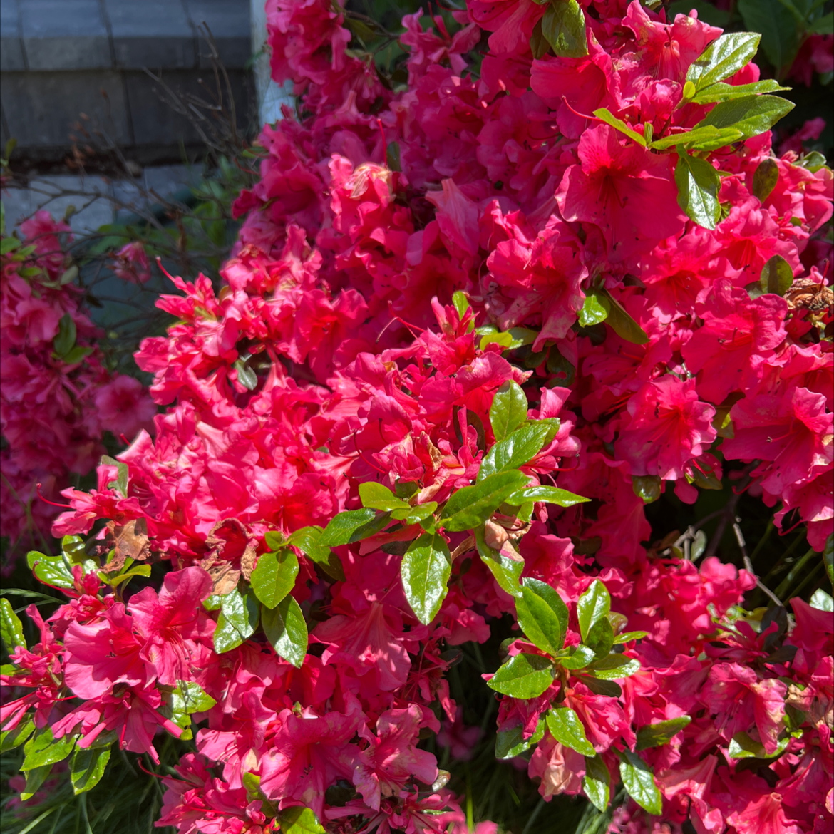 Why Are My Alpenrose Leaves Mushy? 🥀