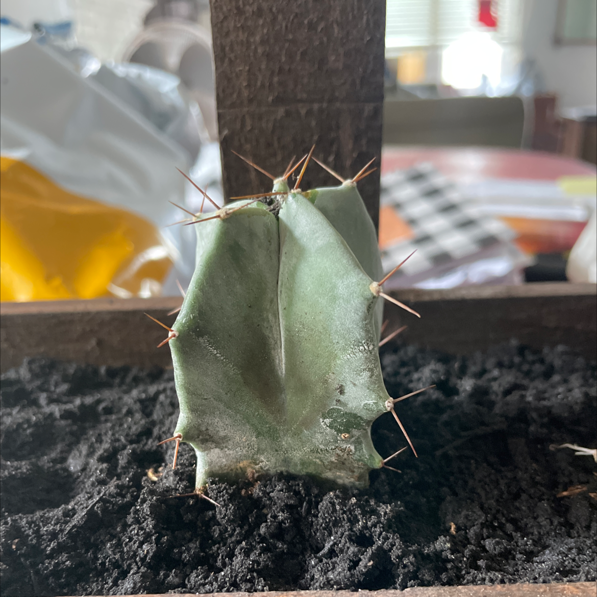 Propagating Your Gray Ghost Organ Pipe: Step-by-Step Guide