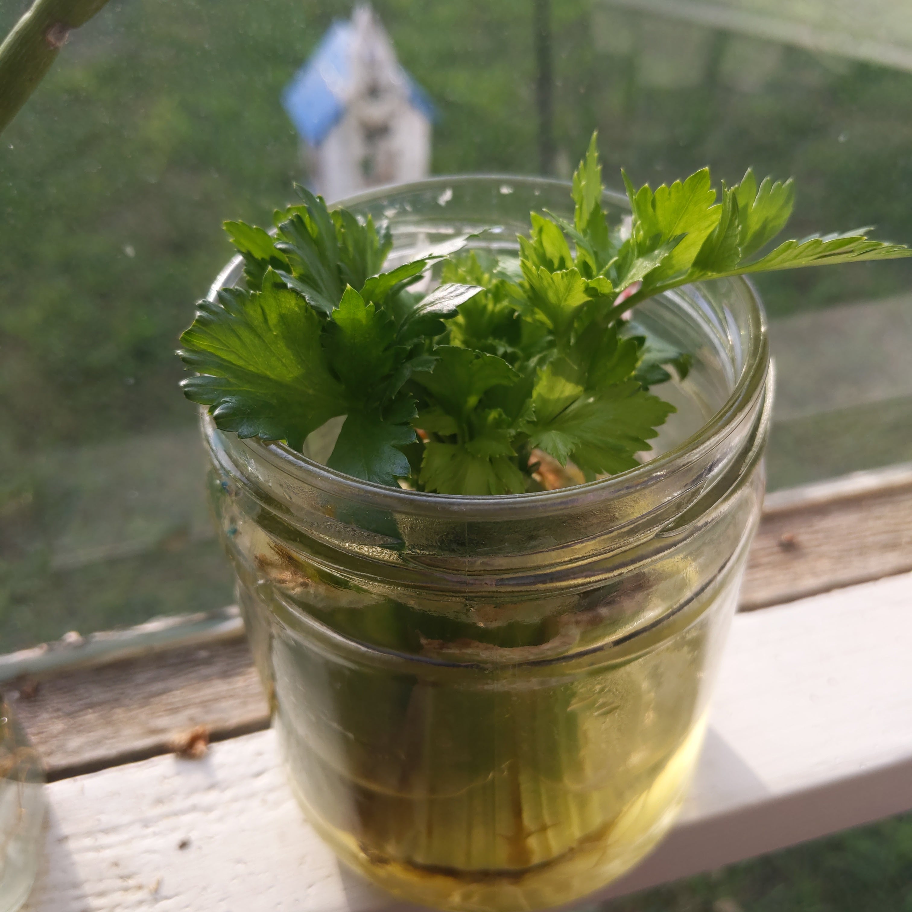 Why Are There Brown Spots on My Celery?