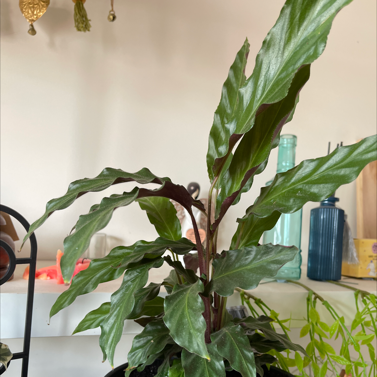 Why Are My Furry Feather Calathea Leaves Falling Over? 🐈