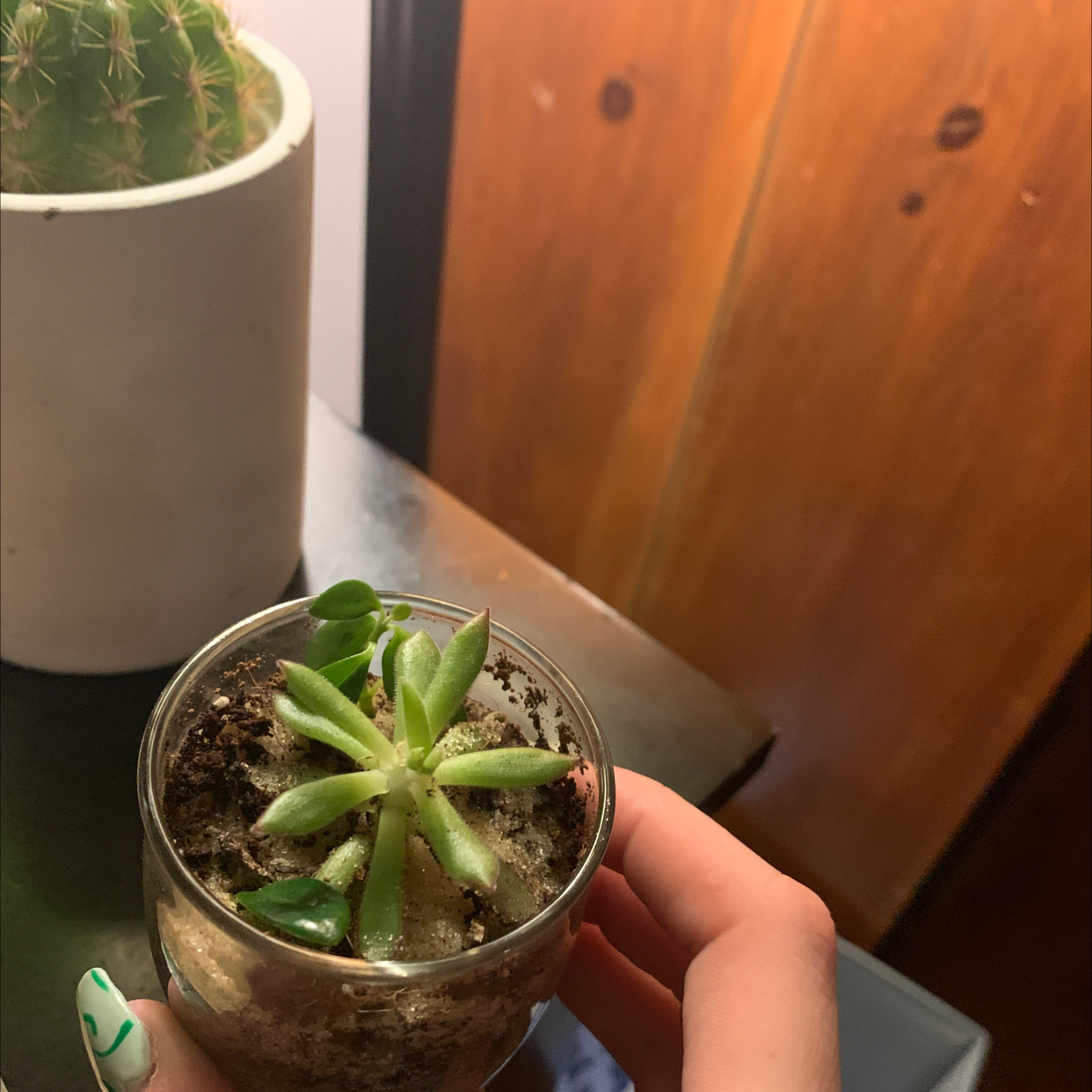 Propagating My Echeveria 'Arrow Setosa': Step-by-Step Guide