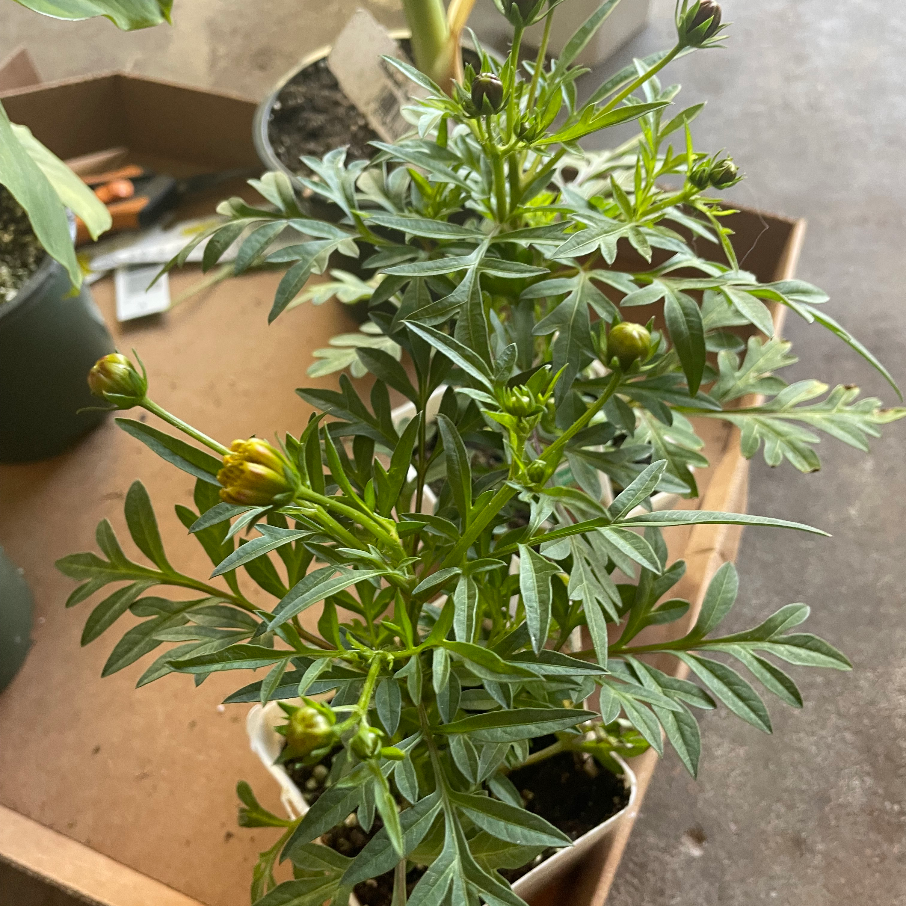 How to Propagate Your Sulphur Cosmos