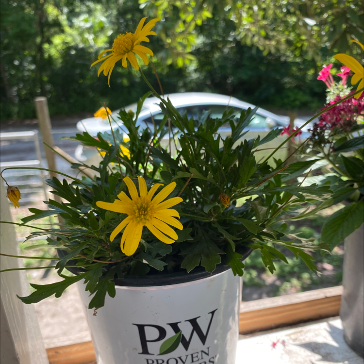 What Is A Good Temperature Range For My African Bush Daisy?