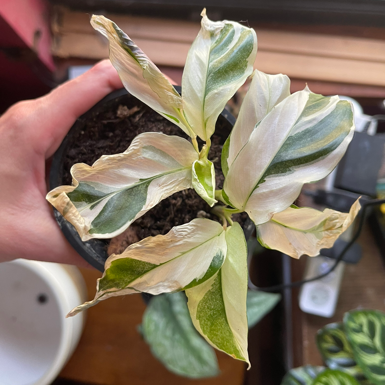 Why Are There Brown Spots on My Golden Mosaic Plant?