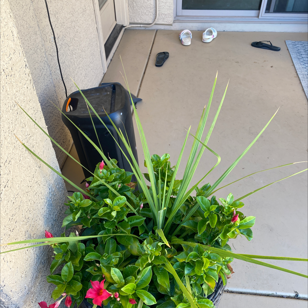 How to Get a Dipladenia 'Rio' to Bloom
