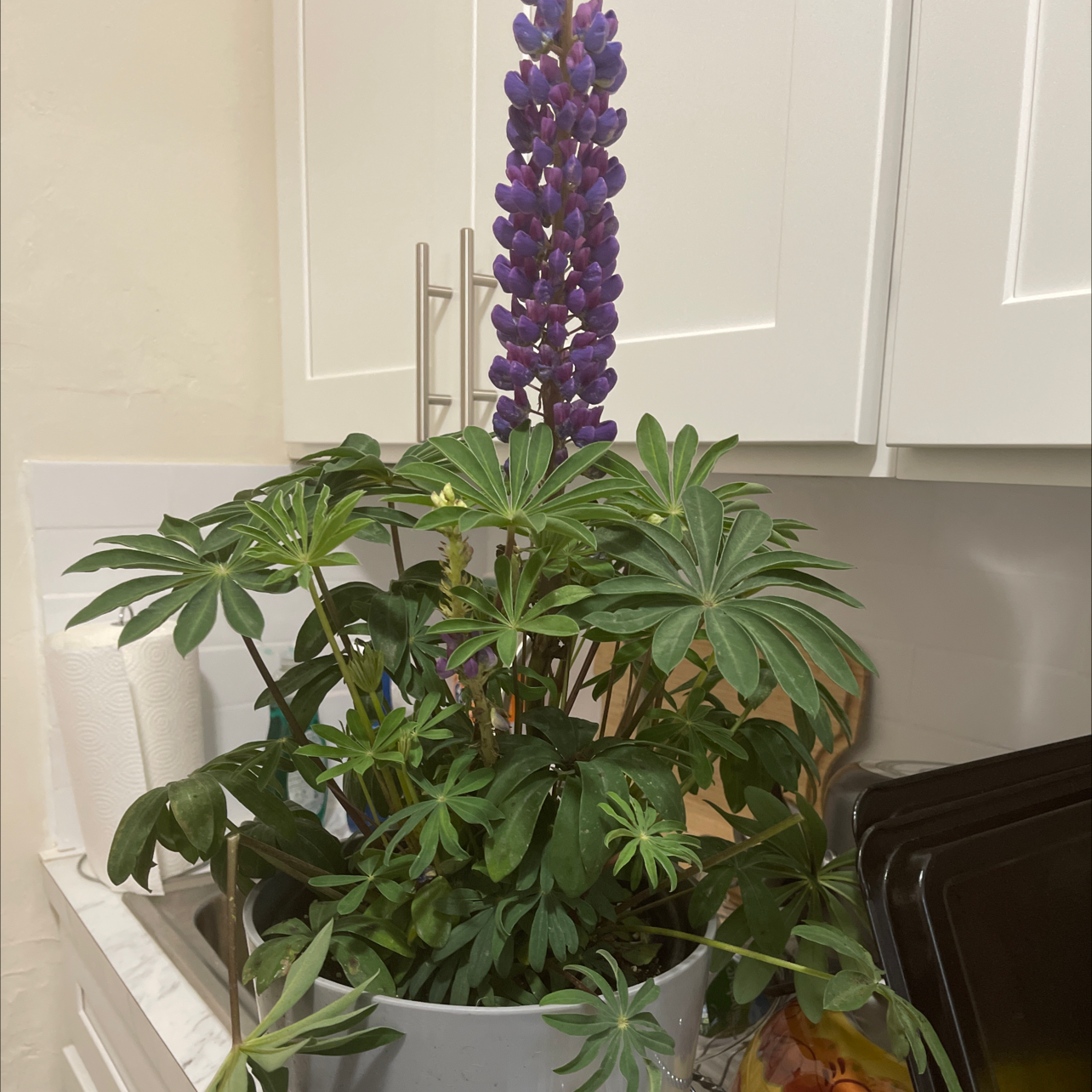 What Do Big-Leaved Lupine Flowers Mean?