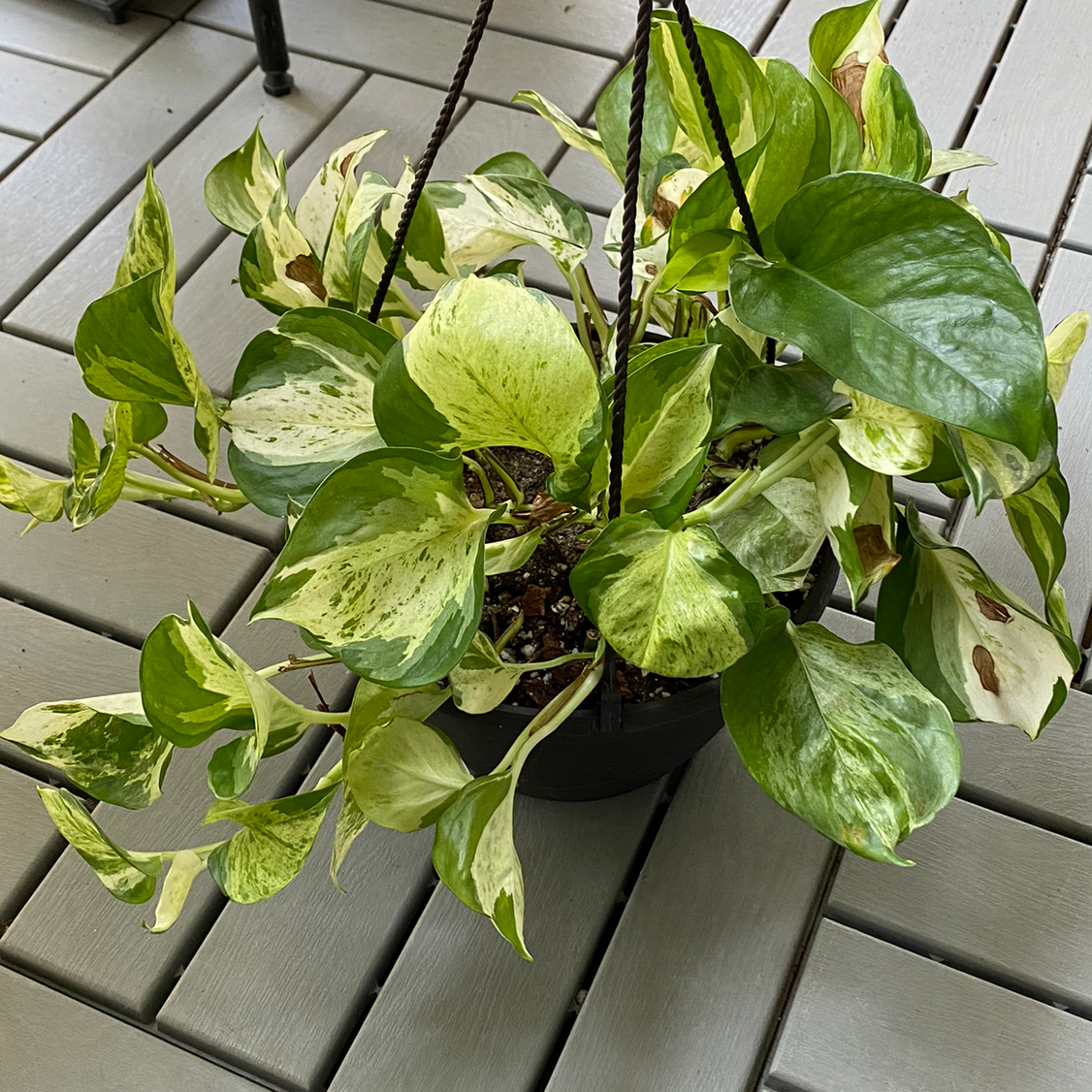 Why Are There Brown Spots on My Manjula Pothos Leaves?