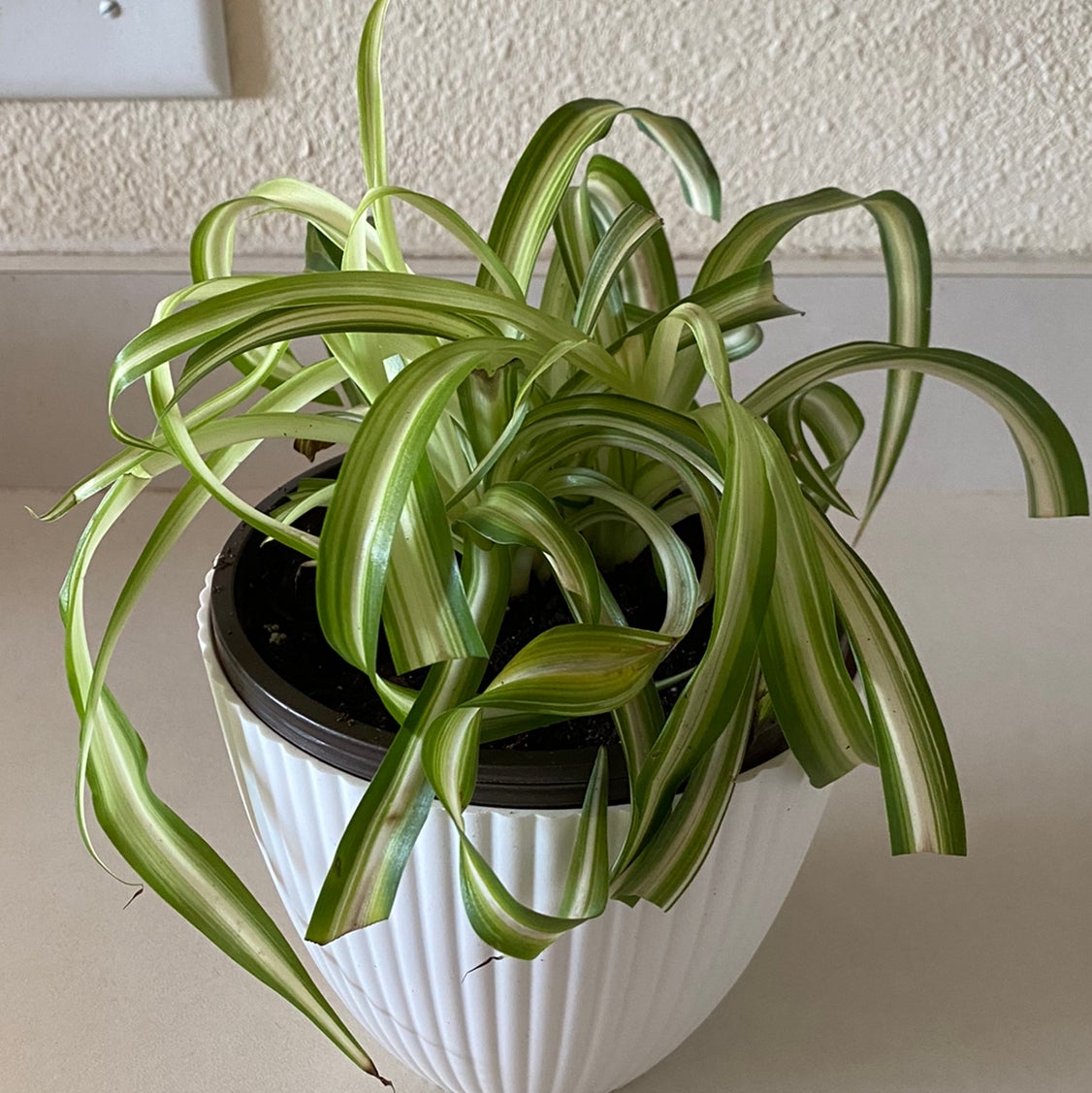 Best Soil for Curly Spider Plant