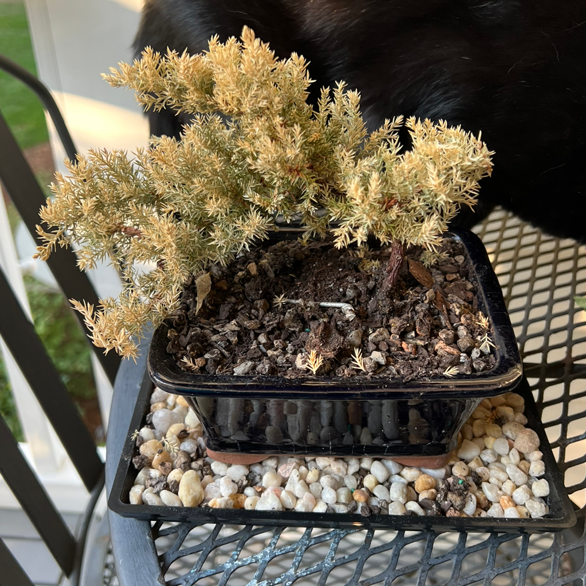 American Common Juniper Fertilizer: How and When to Use It