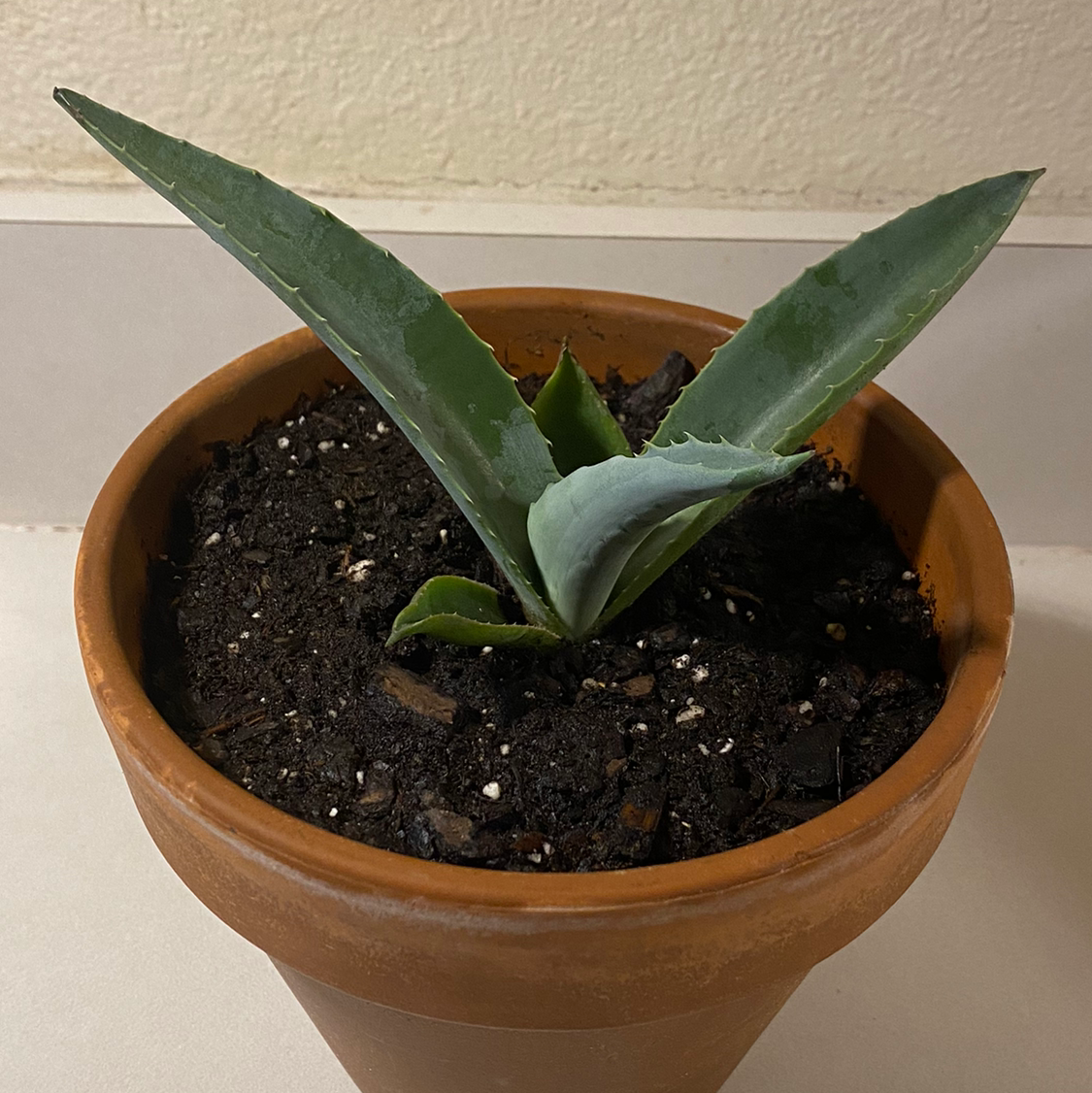 Propagating Your Agave 'Blue Glow': Step-by-Step Guide