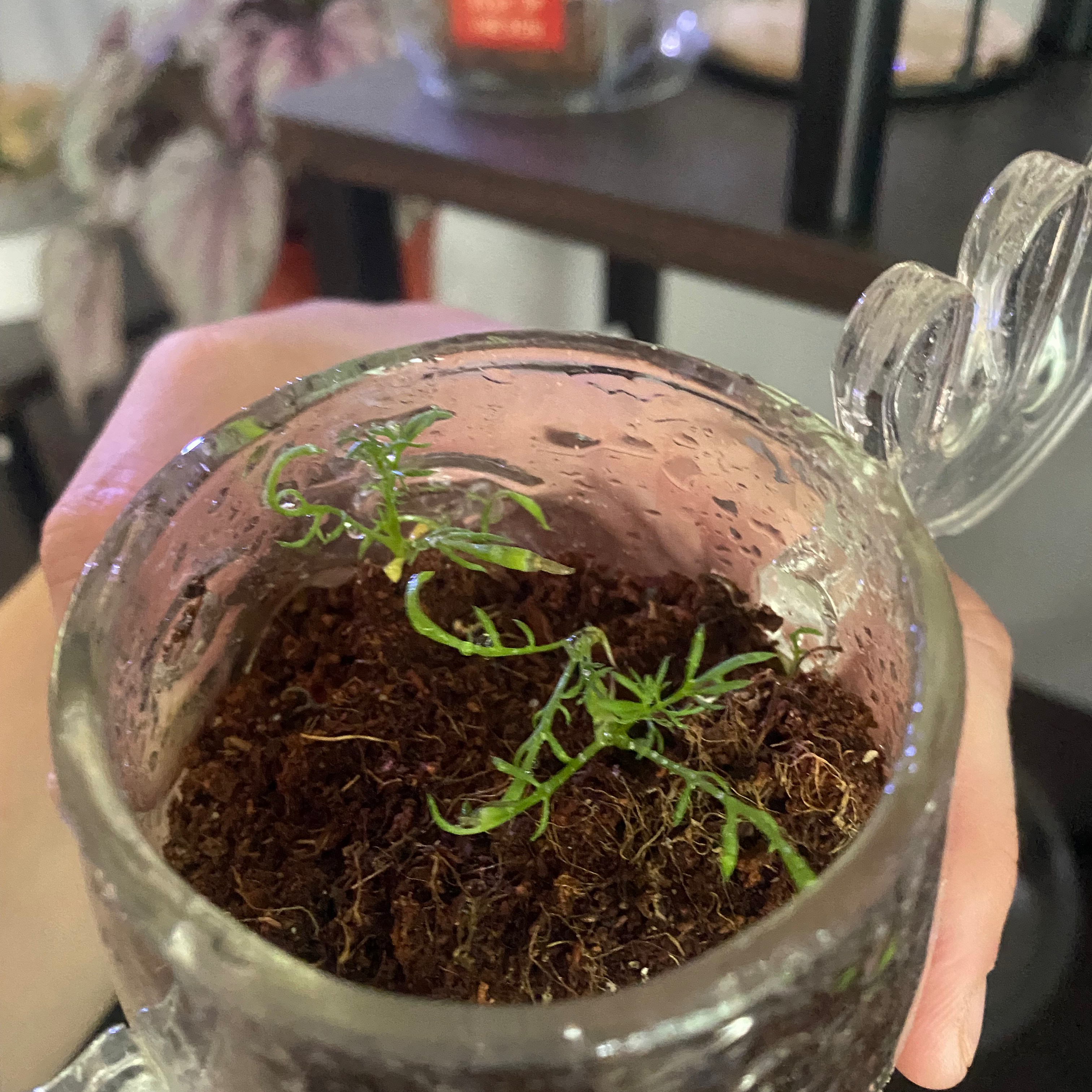 Propagating Your German Chamomile: Step-by-Step Guide